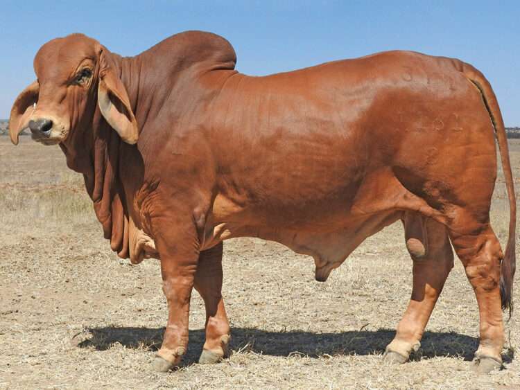 Genetics - Palm Creek Brahmans